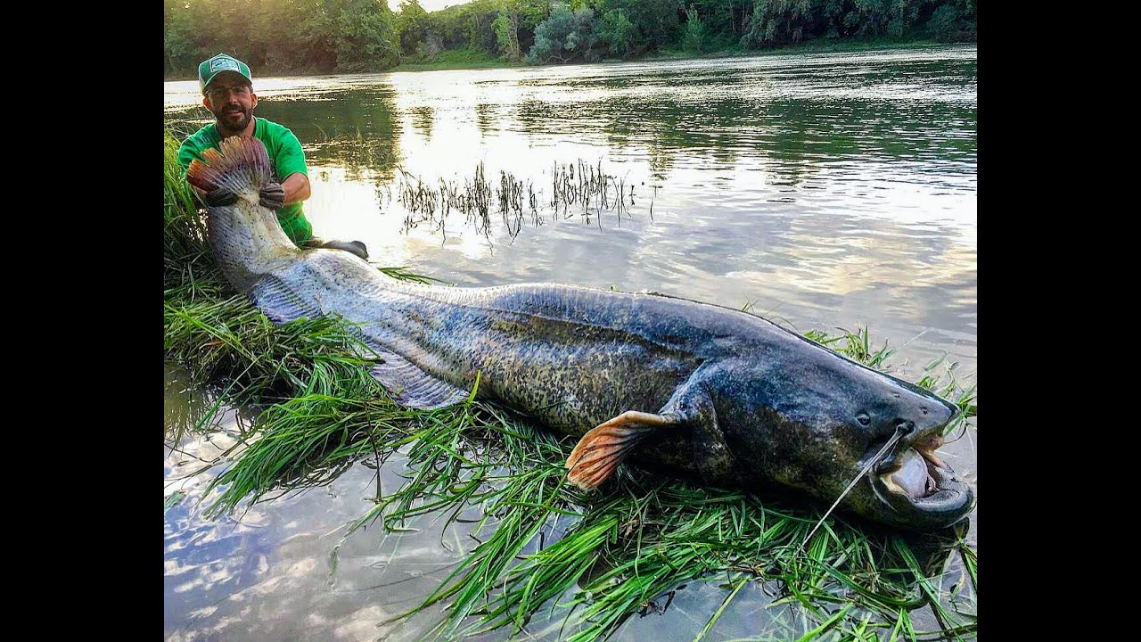 Big Catfish on Fireball - YouTube
