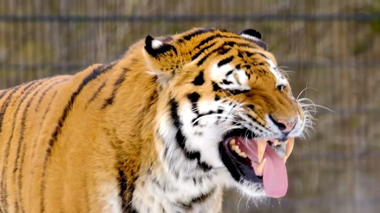 Tiger|Tiger's angry|Tiger felling and eating|Tiger's behavior ...