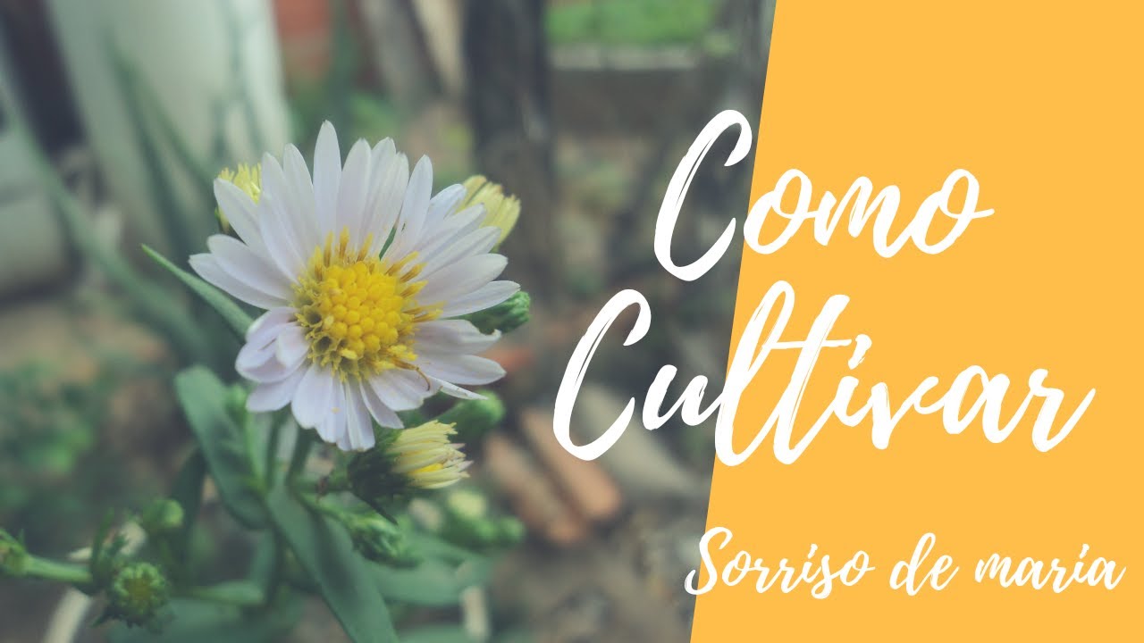 COMO CULTIVAR A PLANTA SORRISO DE MARIA - YouTube