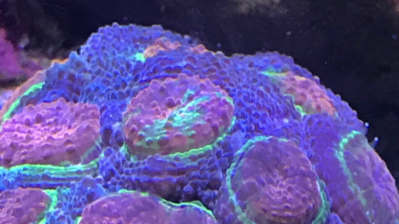 Mixed Reef Aquarium | Yellow Frogspawn & Purple Favia Coral Flashback ...