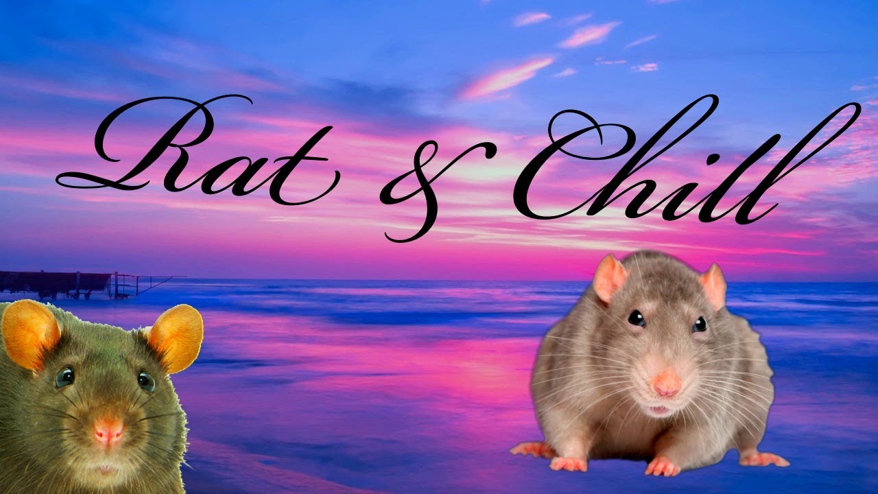 Rat & Chill - YouTube