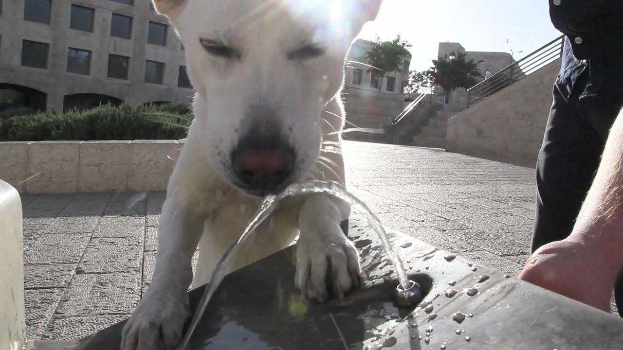 shmoopi trailer - YouTube