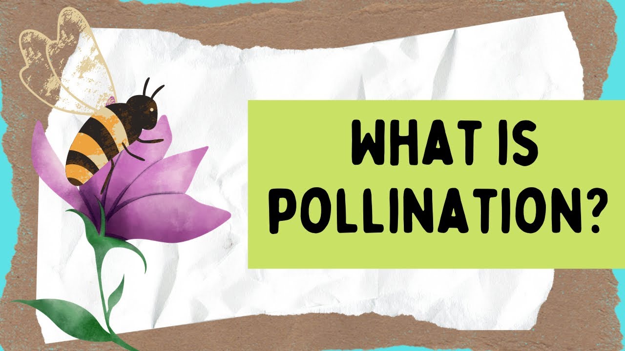 Pollination For Kids - YouTube