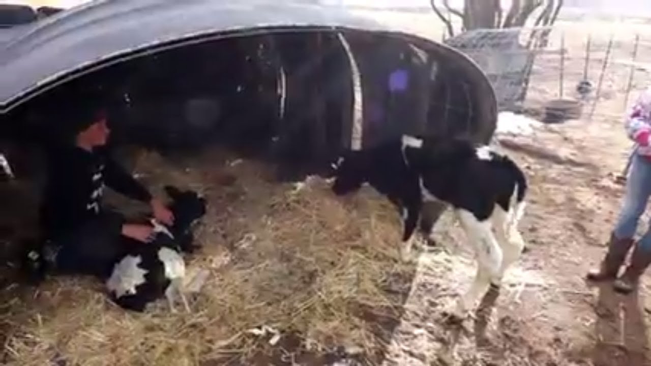 FAMILY TRANSPORTS COWS IN VAN - YouTube