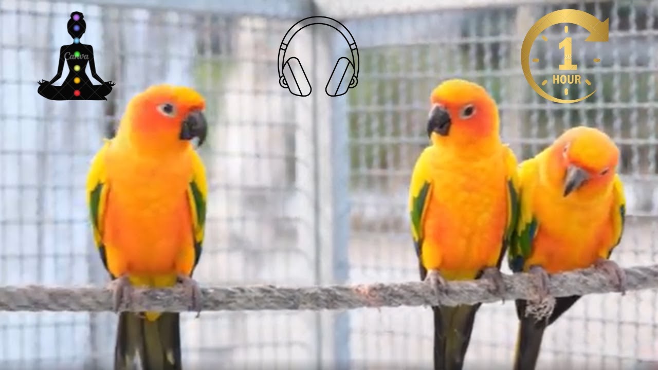 🐦 Birds Chirping Soundscape | 1 Hour of Peaceful Morning Birdsong ...