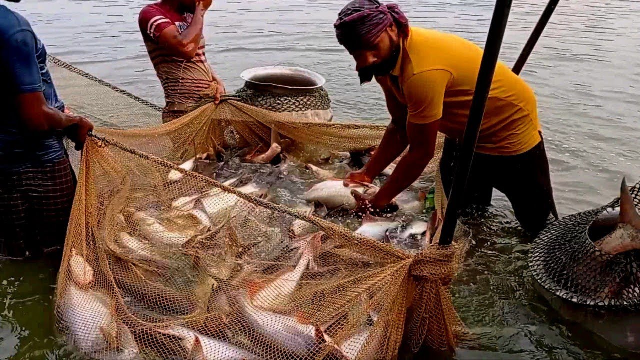 Incredible net fishing in Bangladesh, Big carp fish catching by net ...