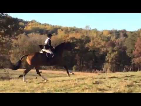 Virginia Field Hunter Championships 2016 - YouTube