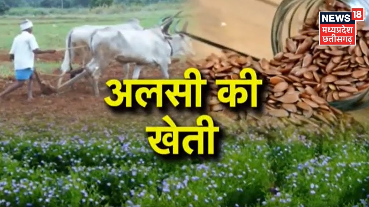 Alsi Ki Kheti | अलसी की वैज्ञनिक तरीके से बुवाई कर किसान लें सकते है ...