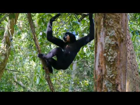 Gibbon ape climbing trees || How fast can gibbon swing on trees