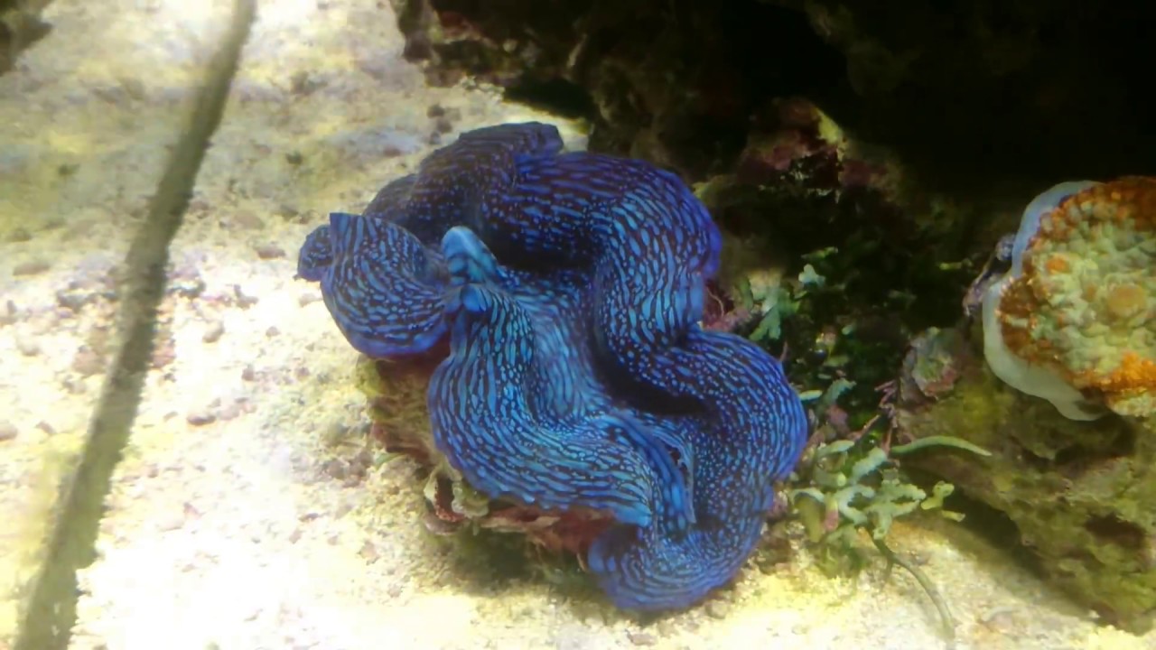 Red Sea Max-E 260 part. 1 - YouTube