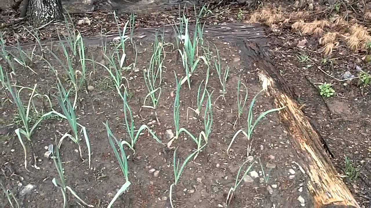 raised bed made of cull logs filled with garlic - YouTube