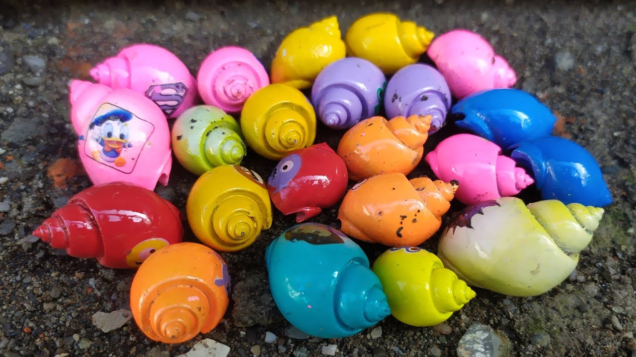 Mencari Bekicot Pelangi, Bekicot Putih, Bekicot Babon, Siput Nanas ...