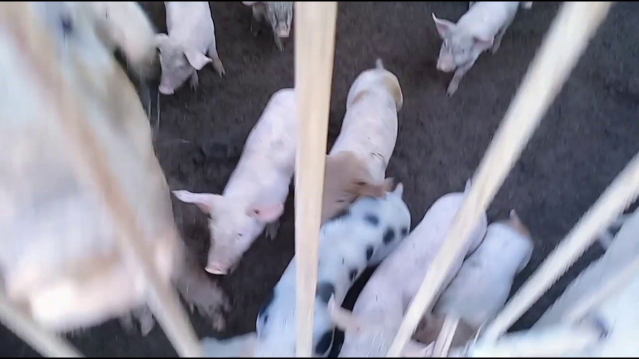 Update on the piggery - YouTube