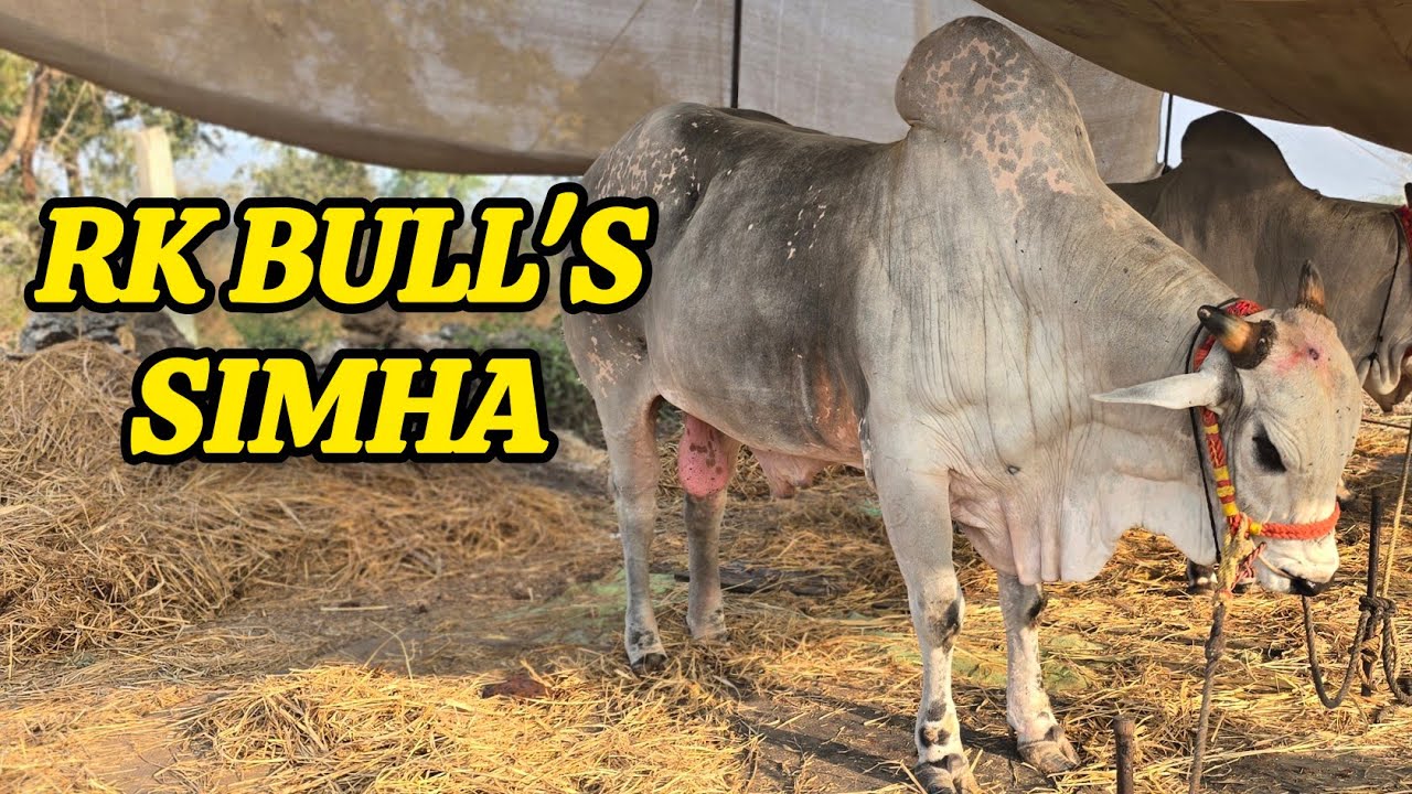 RK Bull's Simha, Lion Vetapalem in Morjampadu - YouTube