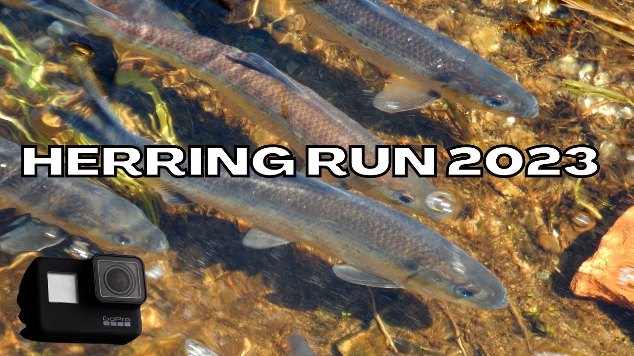 Herring Run 2023 Middleborough Massachusetts - Thomas Memorial Park and ...