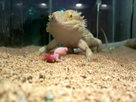 bearded dragon eating pinky mouse - YouTube