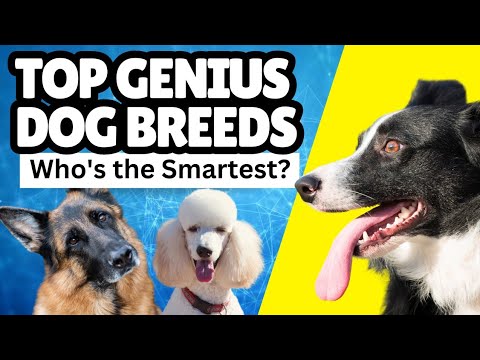 Top Genius Dog Breeds: Who's the Smartest? - YouTube