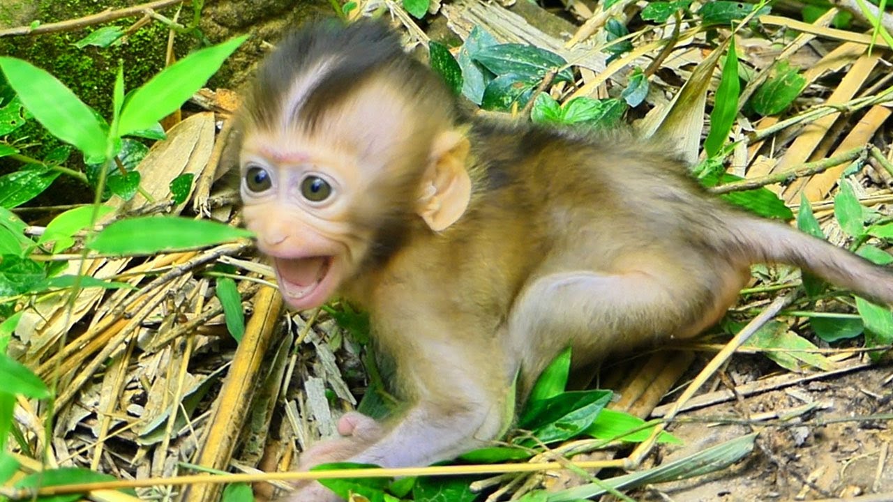 Very Hard Crying, Libby Leaving Baby Rainbnow Alone In Bush, Cry ...