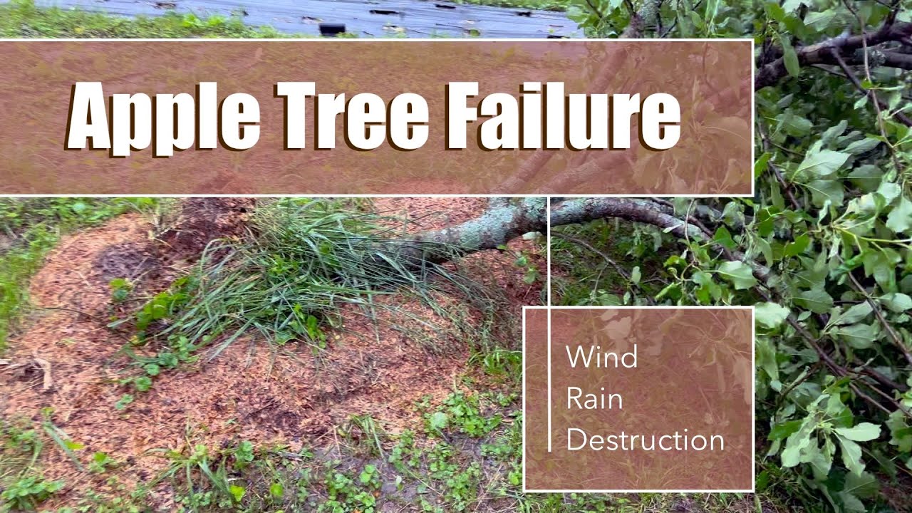 Storm Took Our Apple Tree - YouTube