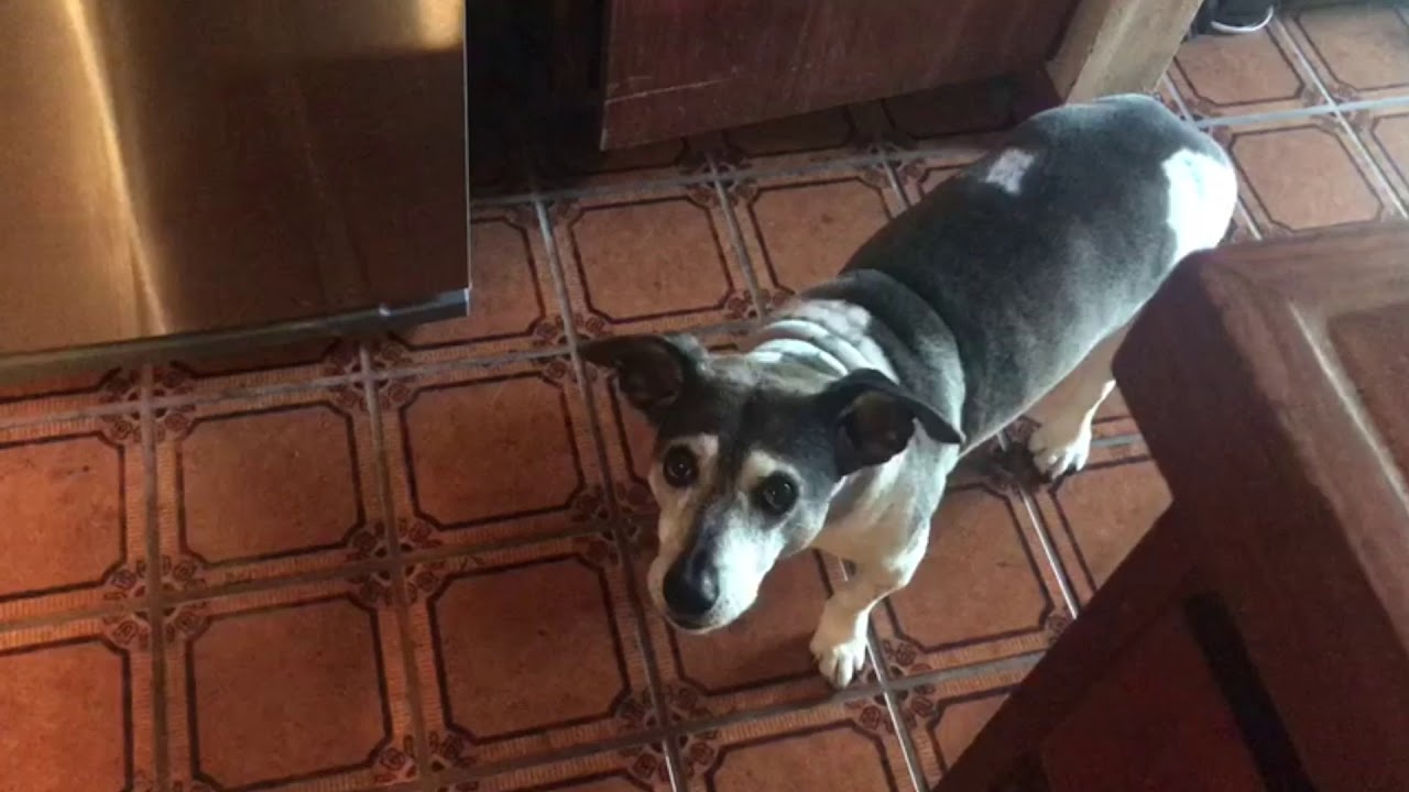 Dog teaching human Dog Speak - YouTube