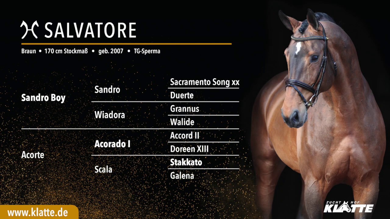 SALVATORE v. Sandro Boy x Acorado x Stakkato www.klatte.de - YouTube