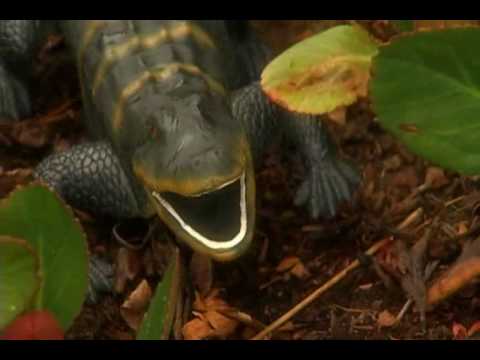 "REAL" GATOR Life-Like Animated Walking, Snapping Alligator Toy! - YouTube