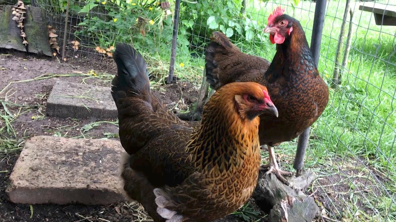 Life Cycle of a Chicken - YouTube