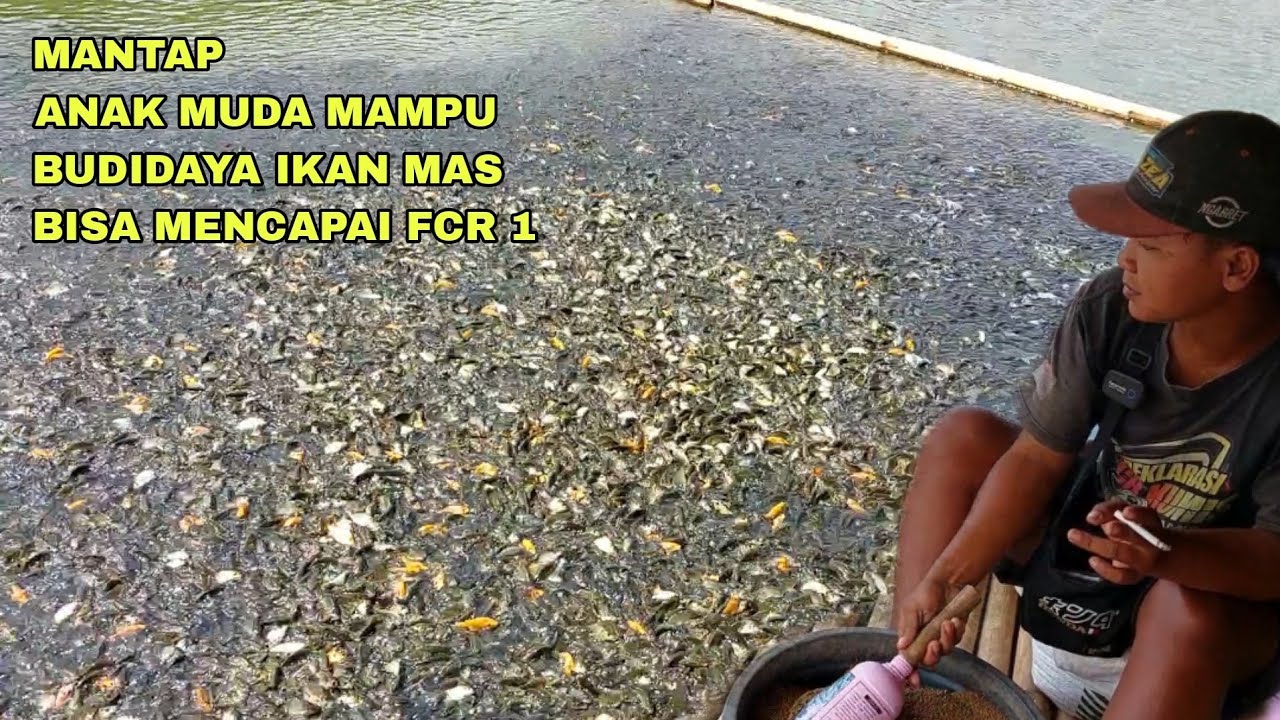 MANTAP, ANAK MUDA MAMPU BUDIDAYA IKAN MAS DAN BISA MENCAPAI FCR 1 - YouTube