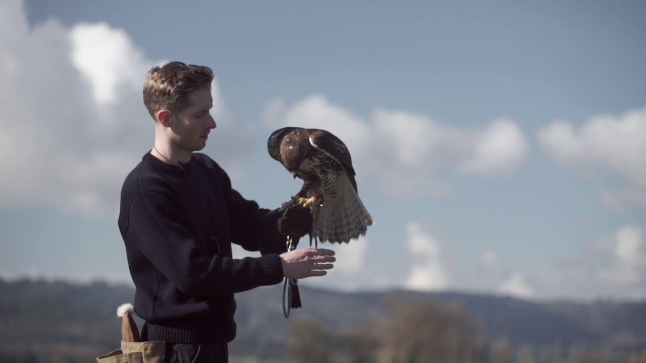 Falconry in the Modern World - YouTube