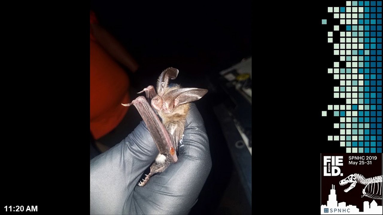 2019 Specimen Spotlight Wedensday 30_1120 Benjamin Spitz - YouTube