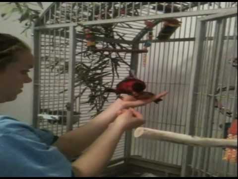 Training a fearful bird to step up, Day 6 - YouTube