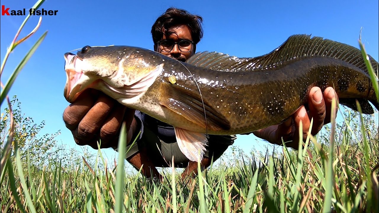 Murrel fish hunting || snakehead fish catching - YouTube