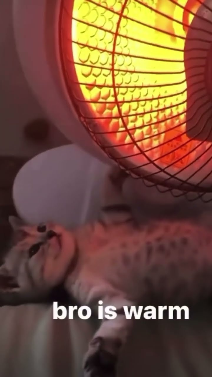 Cute Cat heating himself up #cat #funny #cute - YouTube