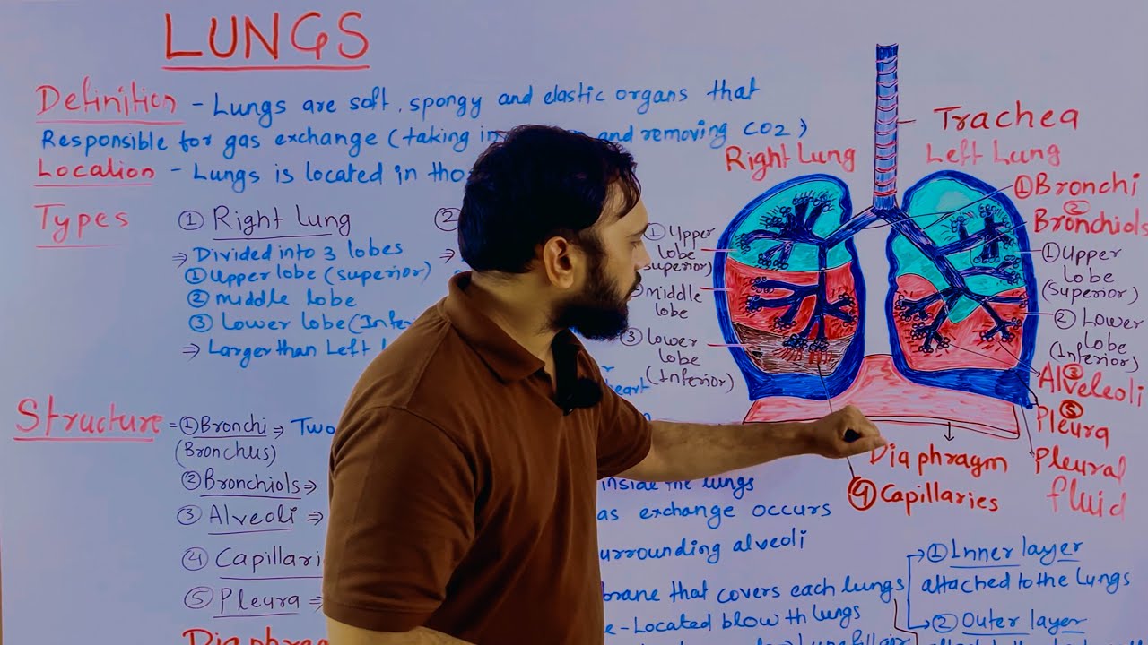 Lungs | lungs anatomy | lungs diagram | structure and function of lungs ...