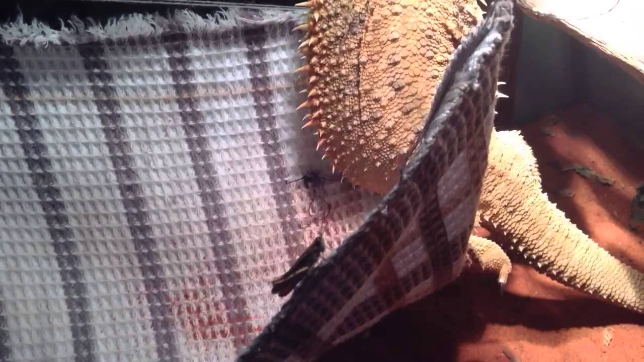 Gizzard The Lizard Eating Some Hoppers - YouTube