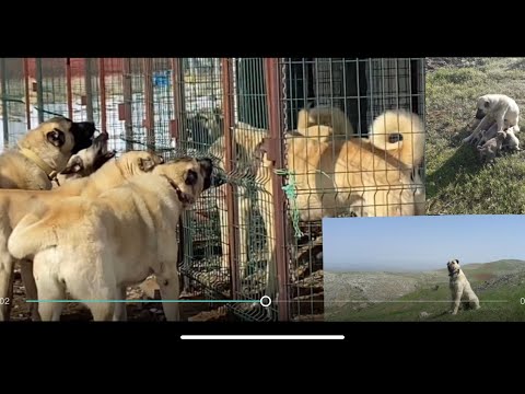 İKİ KANGAL GETİRDİM KURT BOĞAN