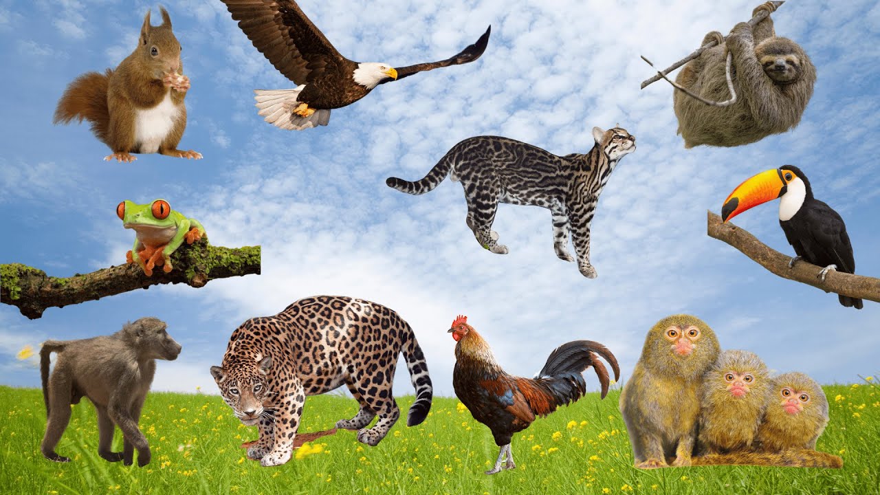 Jungle Animal - Jaguar, Monkey, Sloth, Poison Frog, Toucan, Tapir ...