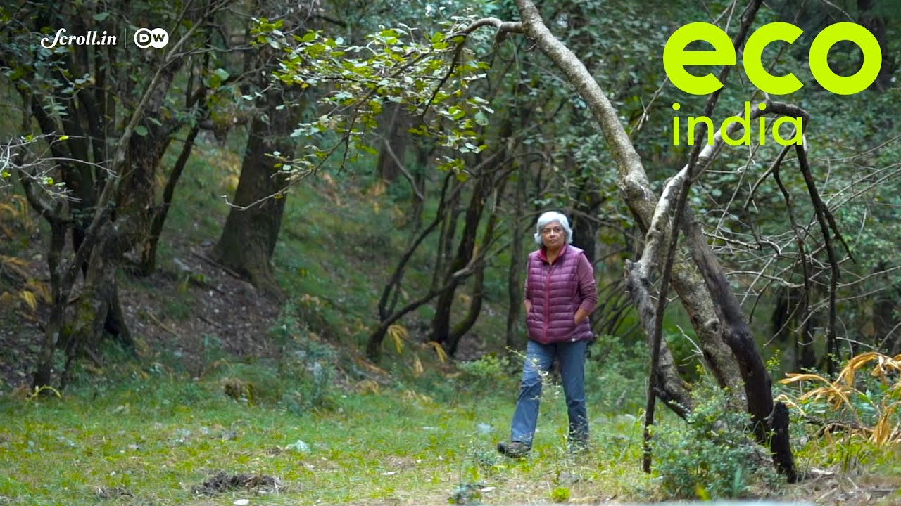 Eco India: An eco-tourism model that focuses on forest conservation and ...