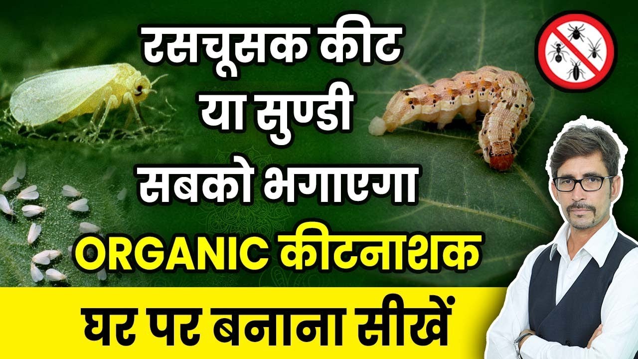 प्रति एकड़ ₹100 के खर्चे में बनेगा दमदार कीटनाशक | Homemade Organic ...