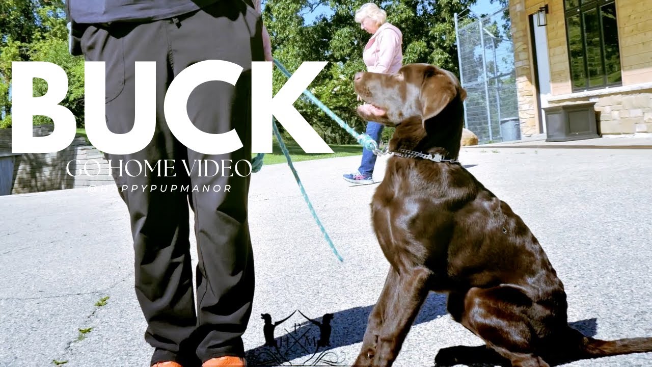 Buck Go Home - YouTube