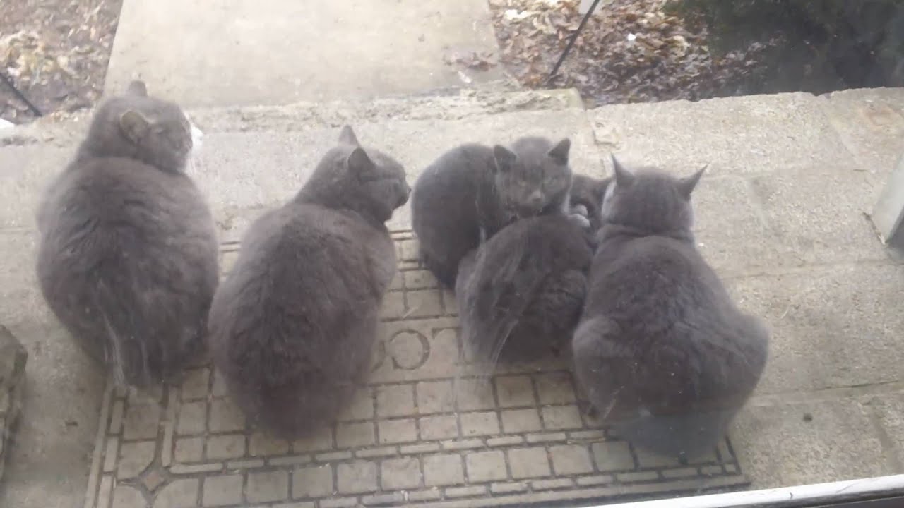 Cat Scatter Attack! - YouTube