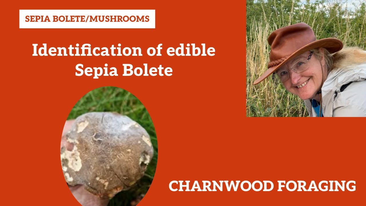 Discover the Sepia Bolete (Xerocomellus porosporus) – Foraging Tips, ID ...