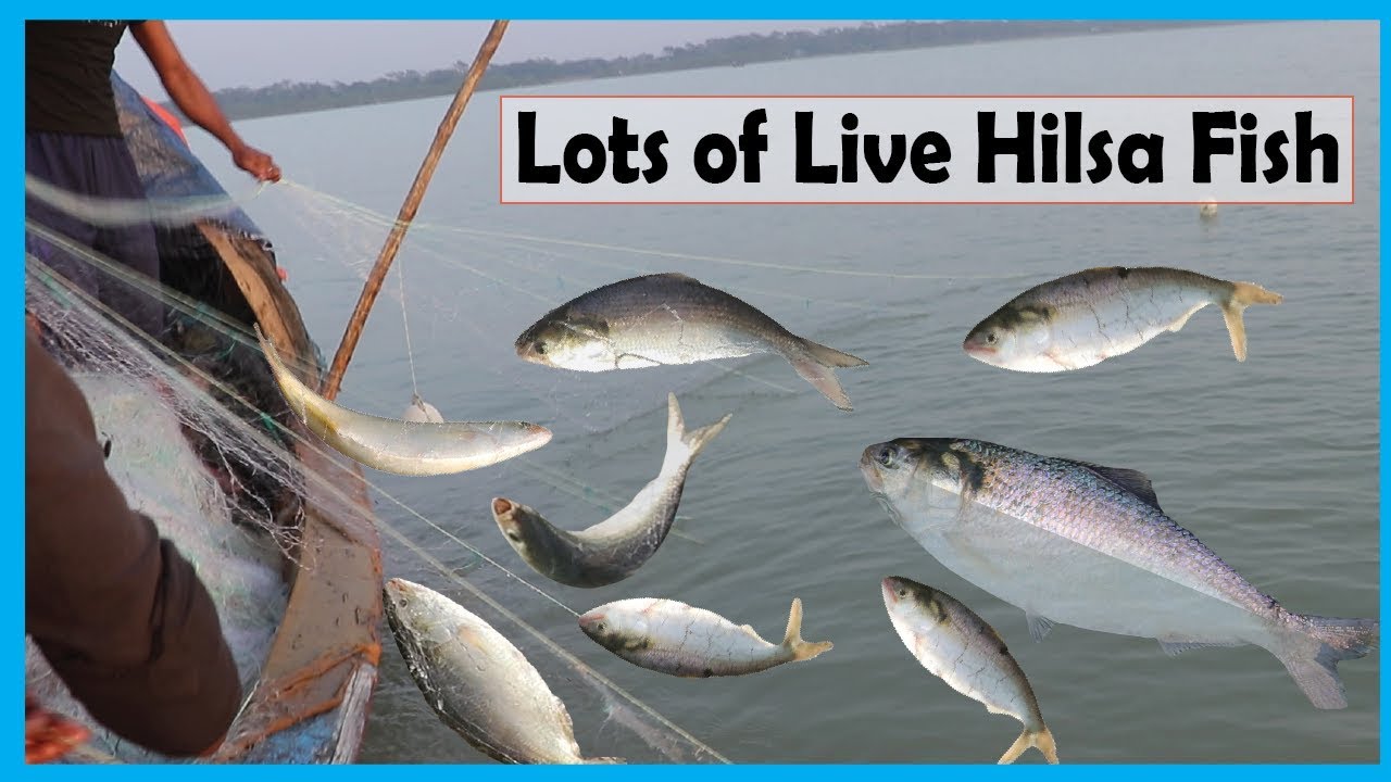 Bangladesh- the Best Place to Get Fresh Hilsa Fish | Fish Corn - YouTube