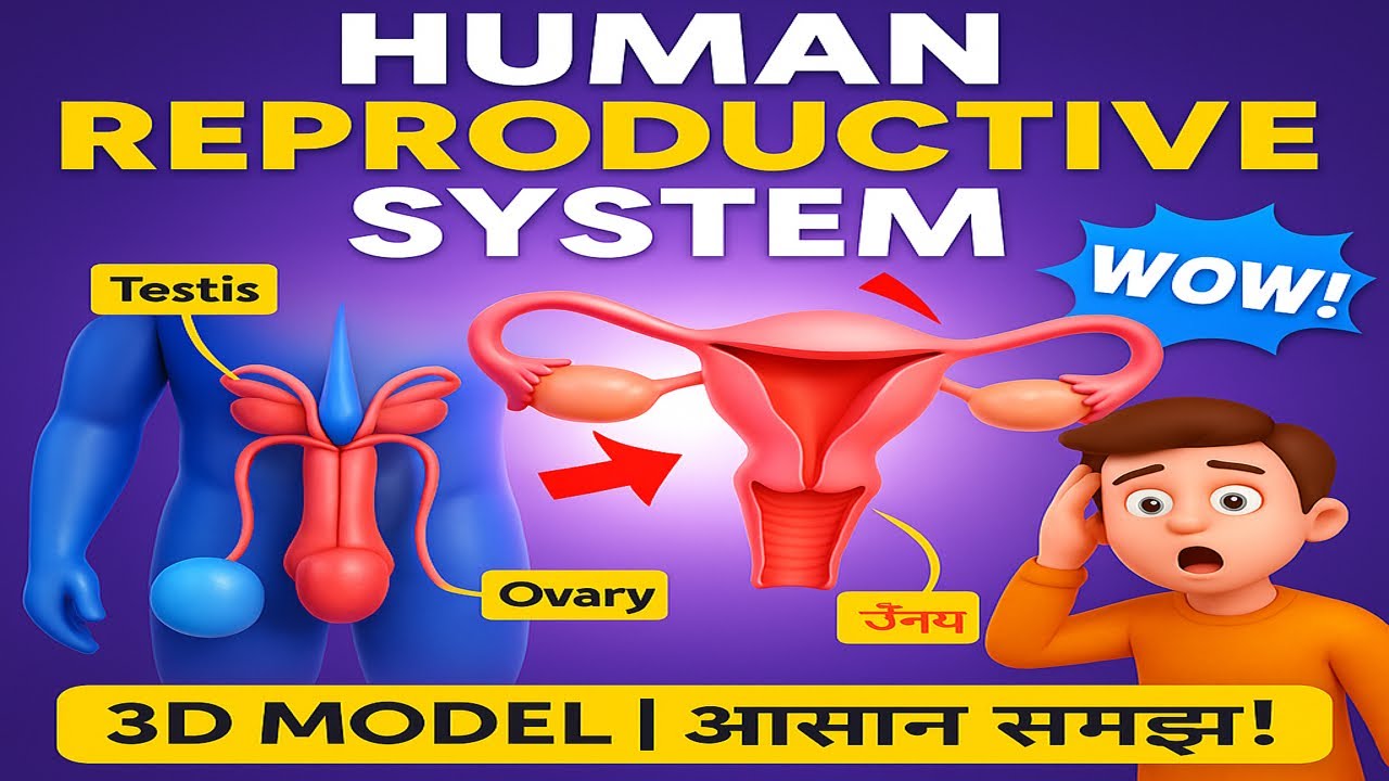 Human Reproduction system | Reproduction system class 12 one short ...