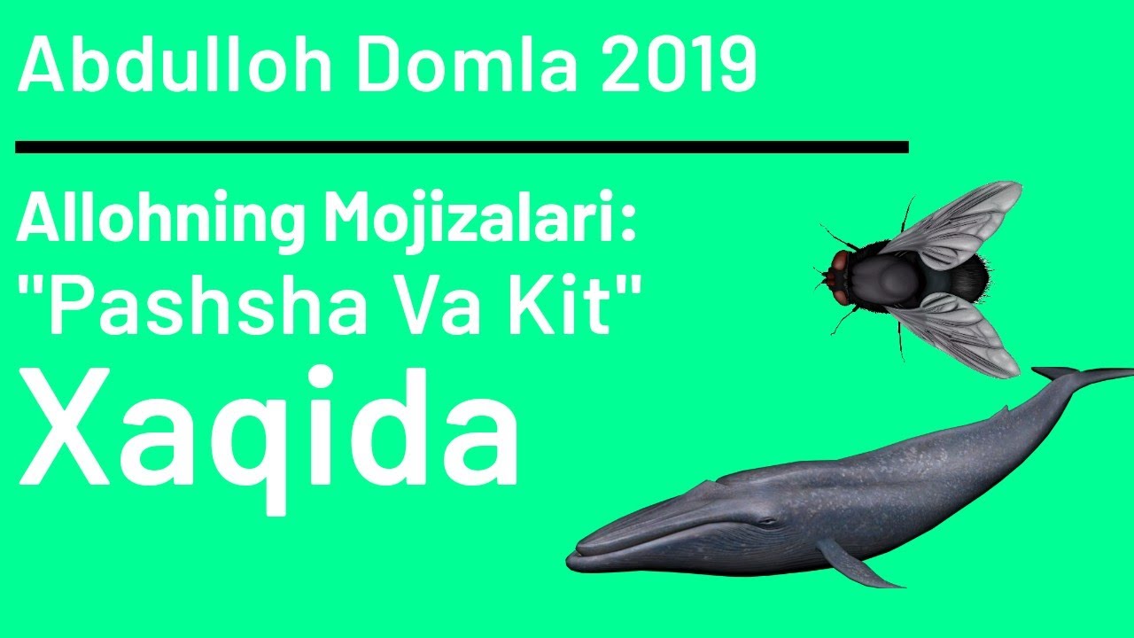 Abdulloh Domla 2019 - Allohning Mojizalari "Pashsha Va Kit" Juda ...