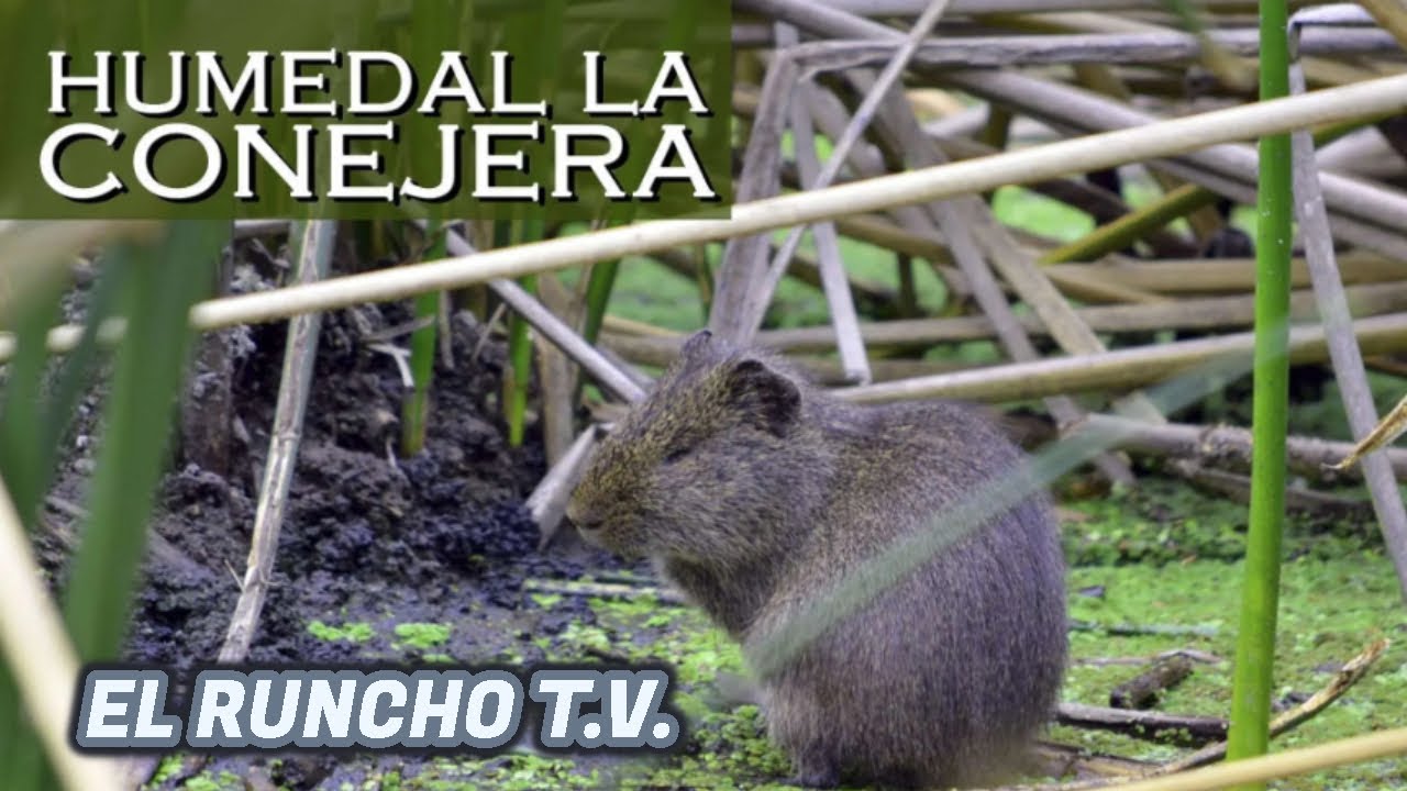 HUMEDAL DE LA CONEJERA - SUBA. | EL RUNCHO T.V. - YouTube