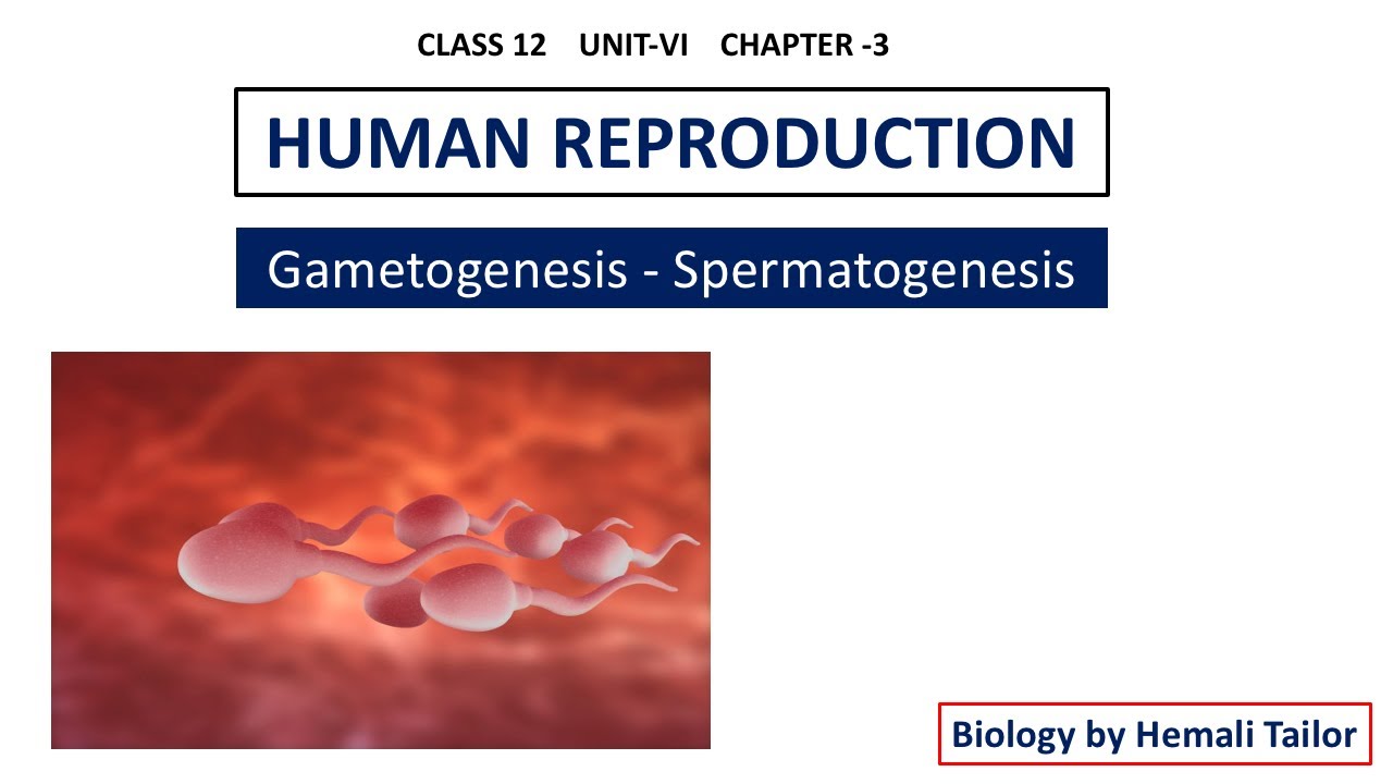 Class 12 | NEET | Human Reproduction || Gametogenesis - Spermatogenesis ...