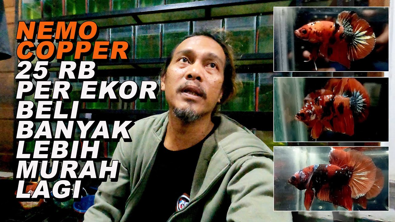 NEMO COPPER 25 RB PER EKOR DI FARM BANG DWI COEPANG BERKAH - YouTube