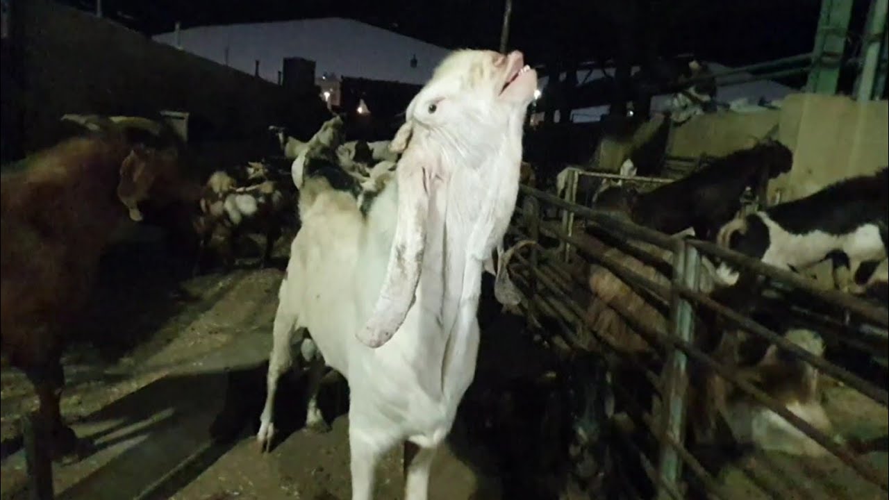 Dubai Goat Market Night View | Pakistani Goats And Sudani Dumbe. - YouTube
