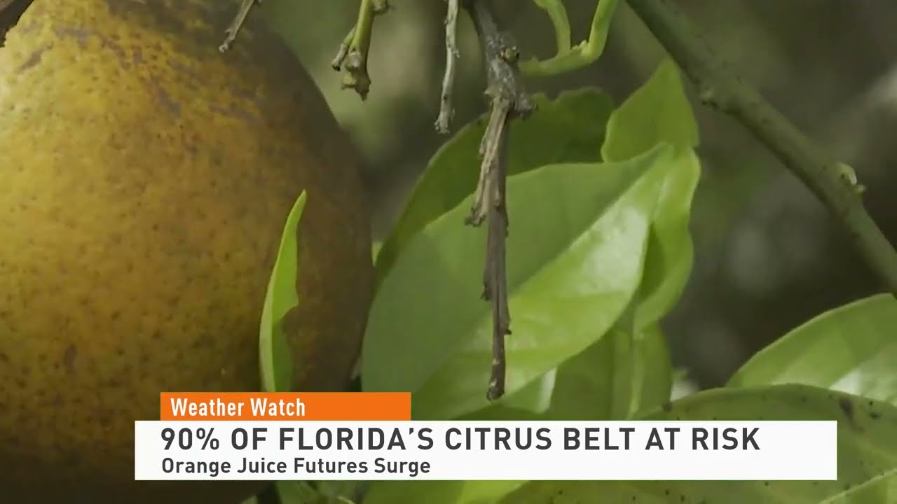 Hurricane Ian Makes Landfall: 90% of Florida's Citrus Belt At Risk ...